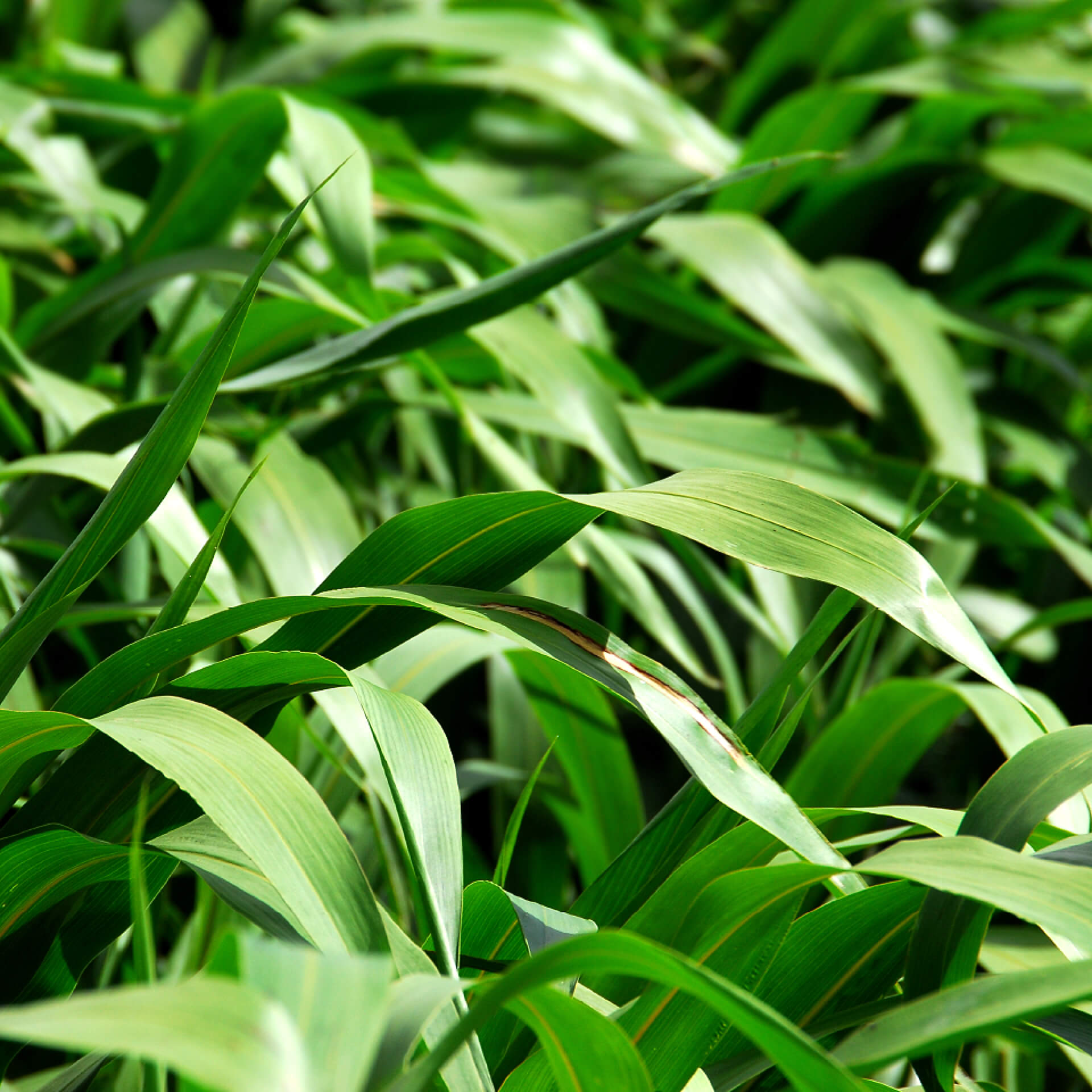 Summer Forage - Pacific Seeds