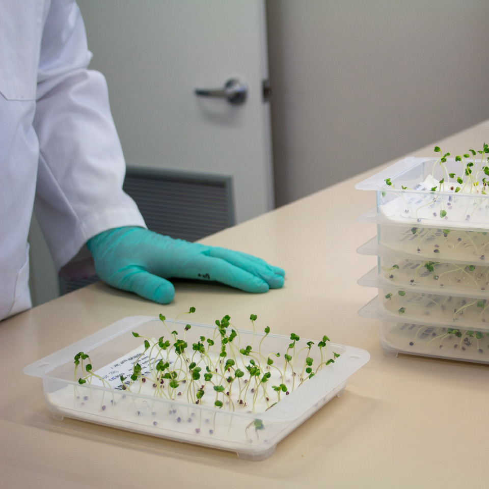 Science & Innovation - Pacific Seeds