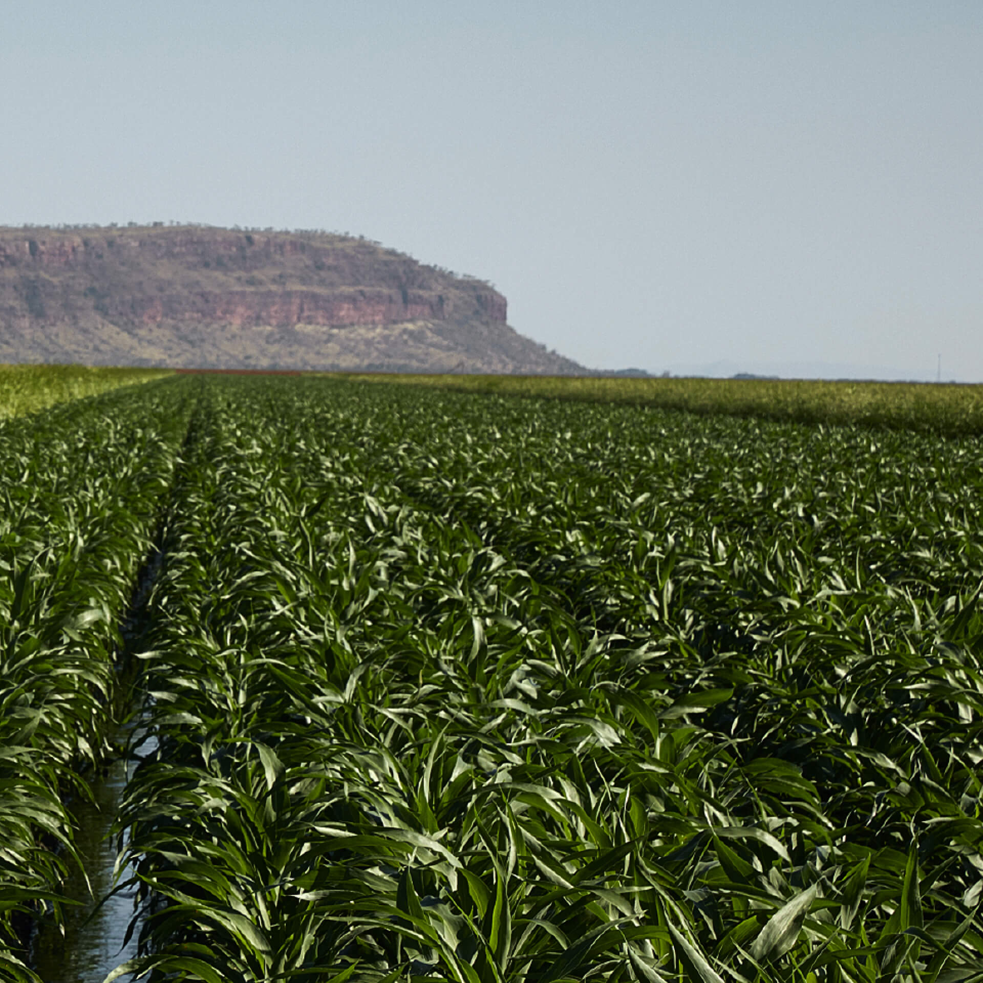 Summer Solutions - Pacific Seeds