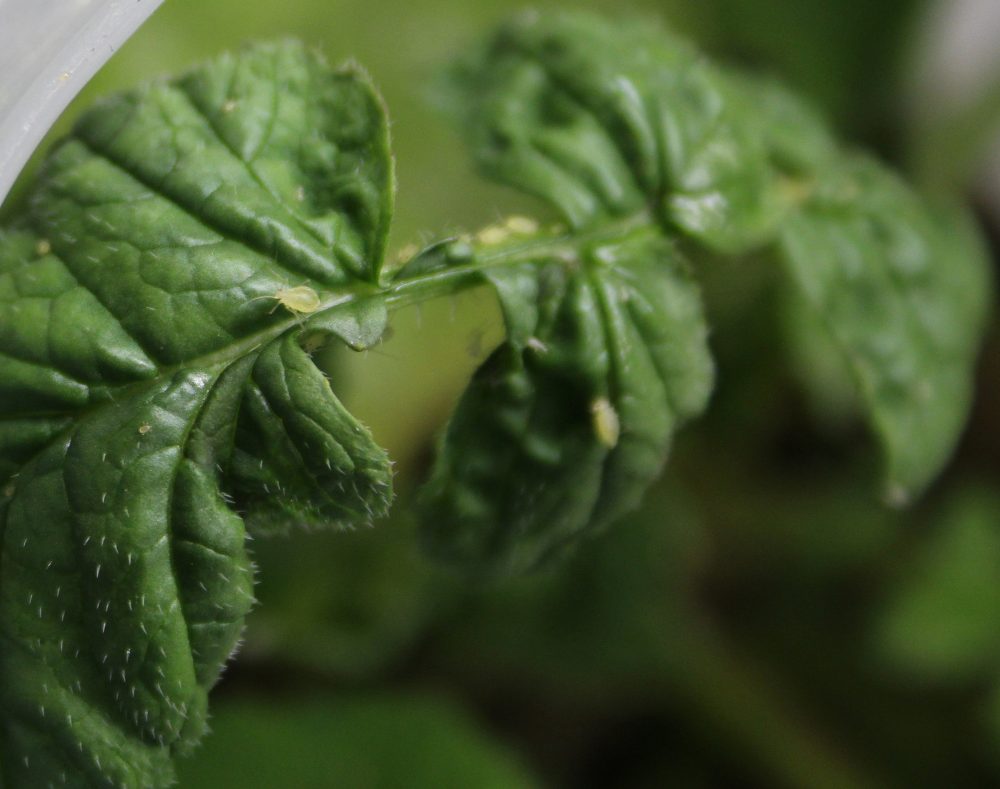 Integrated Pest Management in Canola - Pacific Seeds