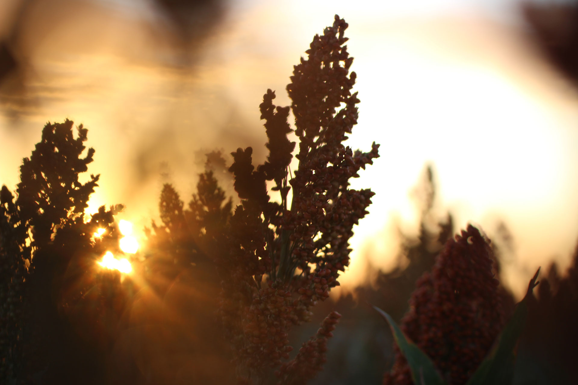 Products - Pacific Seeds