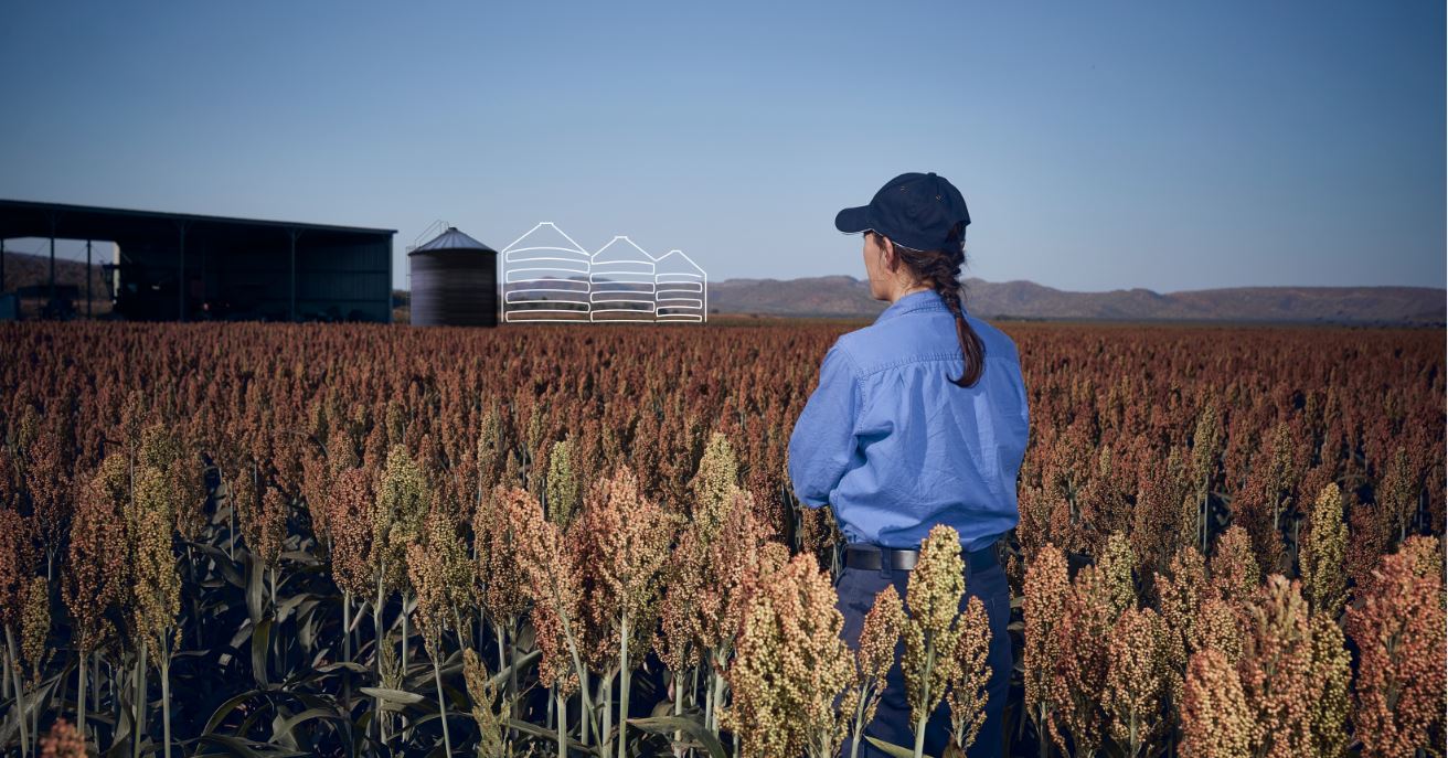 Planting summer crops into cooler soils - Pacific Seeds