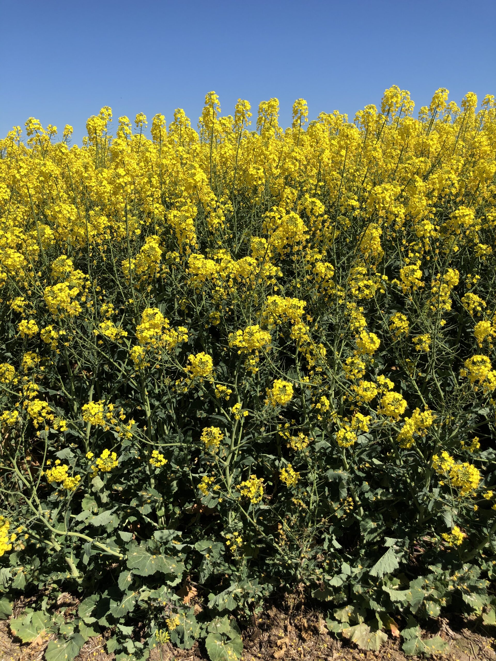 Winter canola - graze, grain or graze ‘n’ grain? - Pacific Seeds