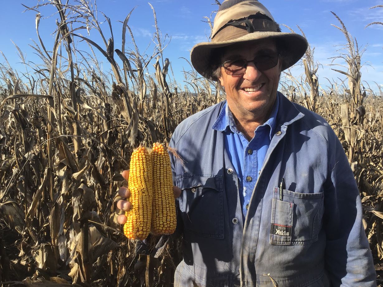 Dryland conditions no challenge for PAC 606IT - Pacific Seeds