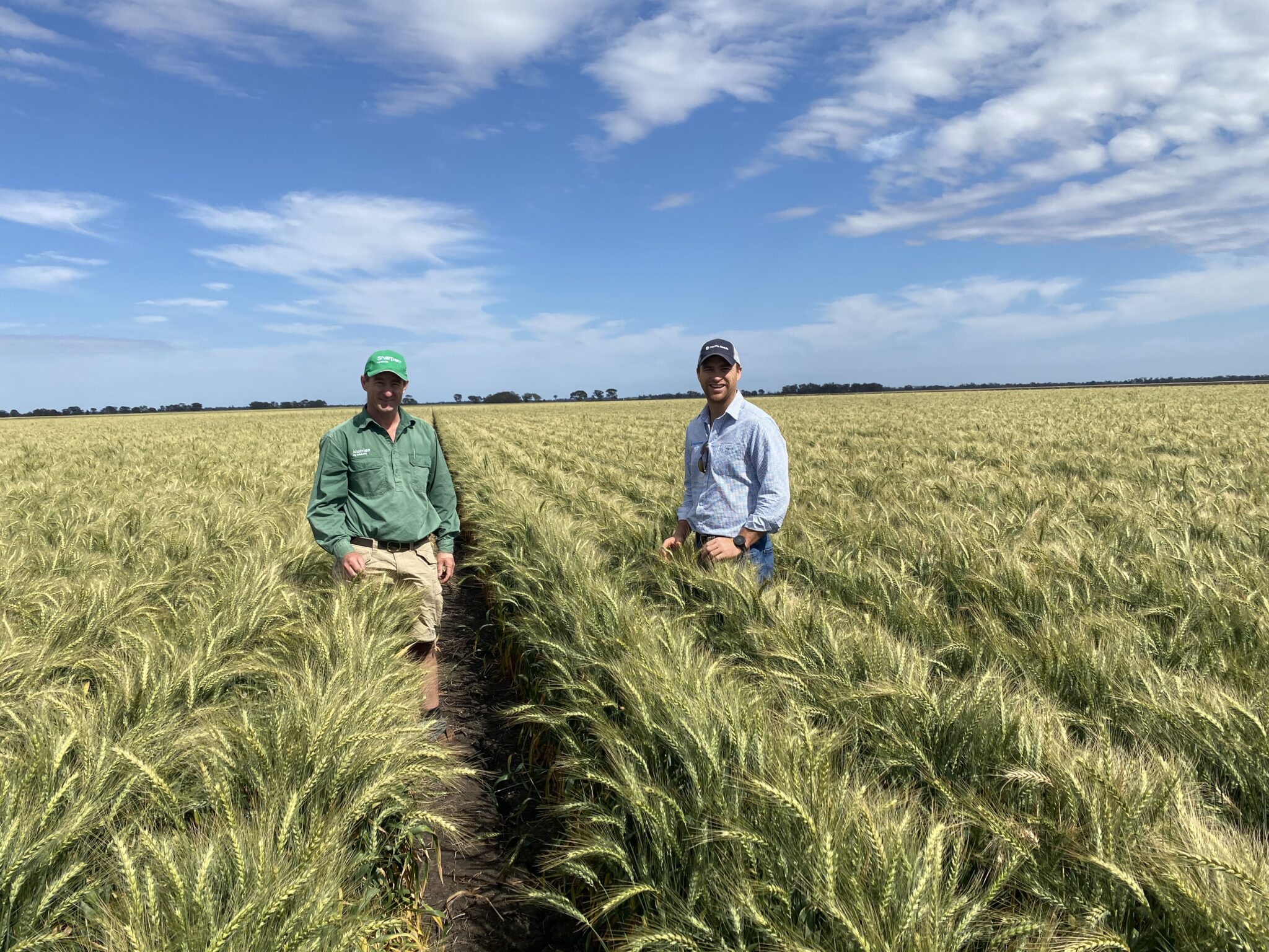 Growers seek solutions to increasingly dry conditions - Pacific Seeds