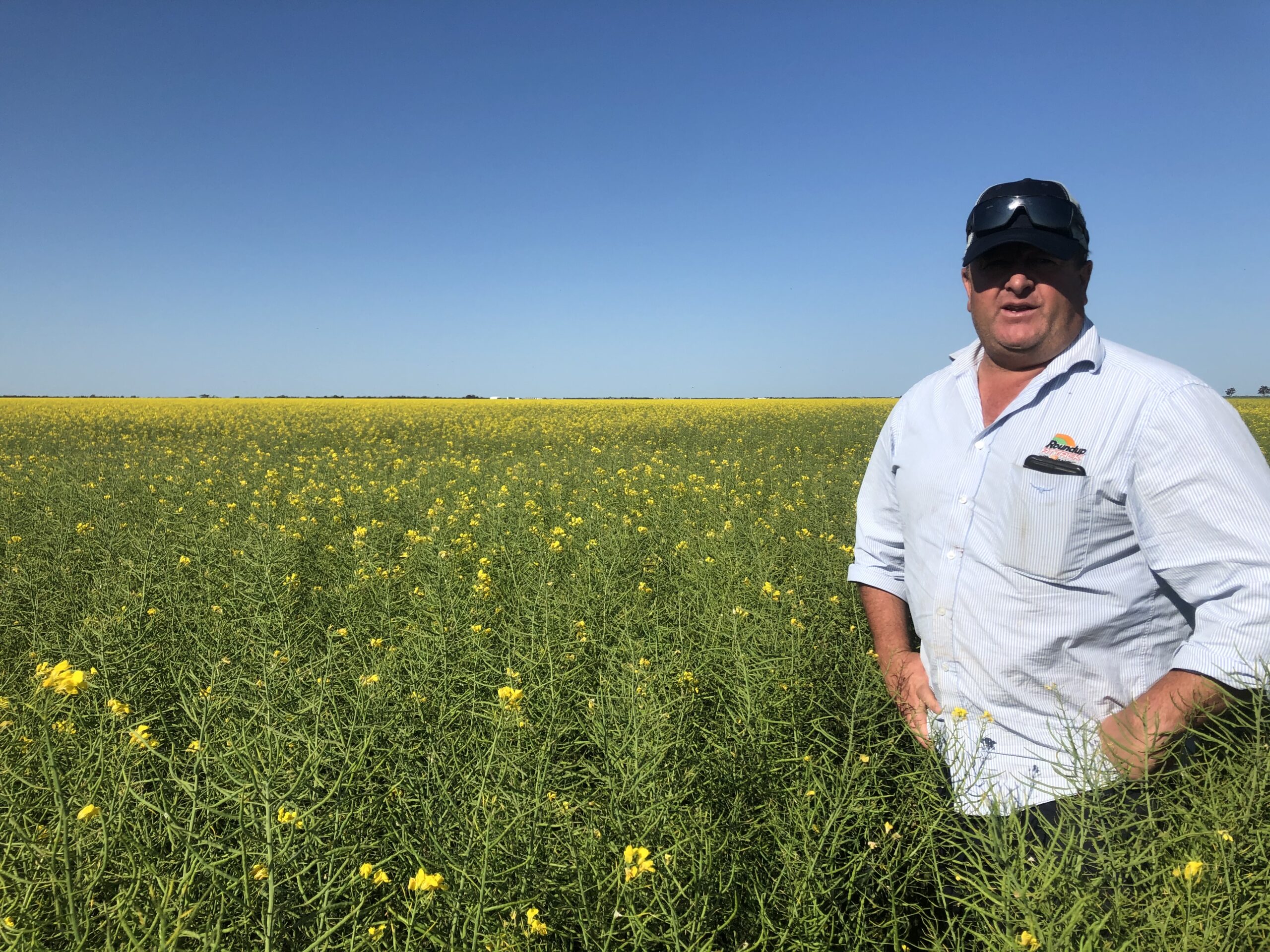 Canola hybrids bolster strong outcomes in face of global demand ...