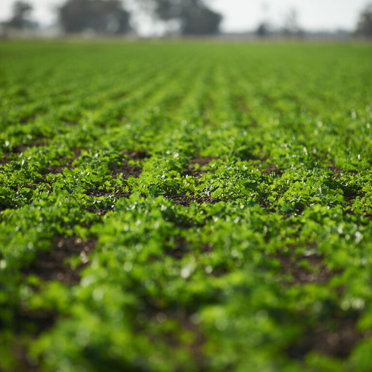 One crop, two income streams - Pacific Seeds