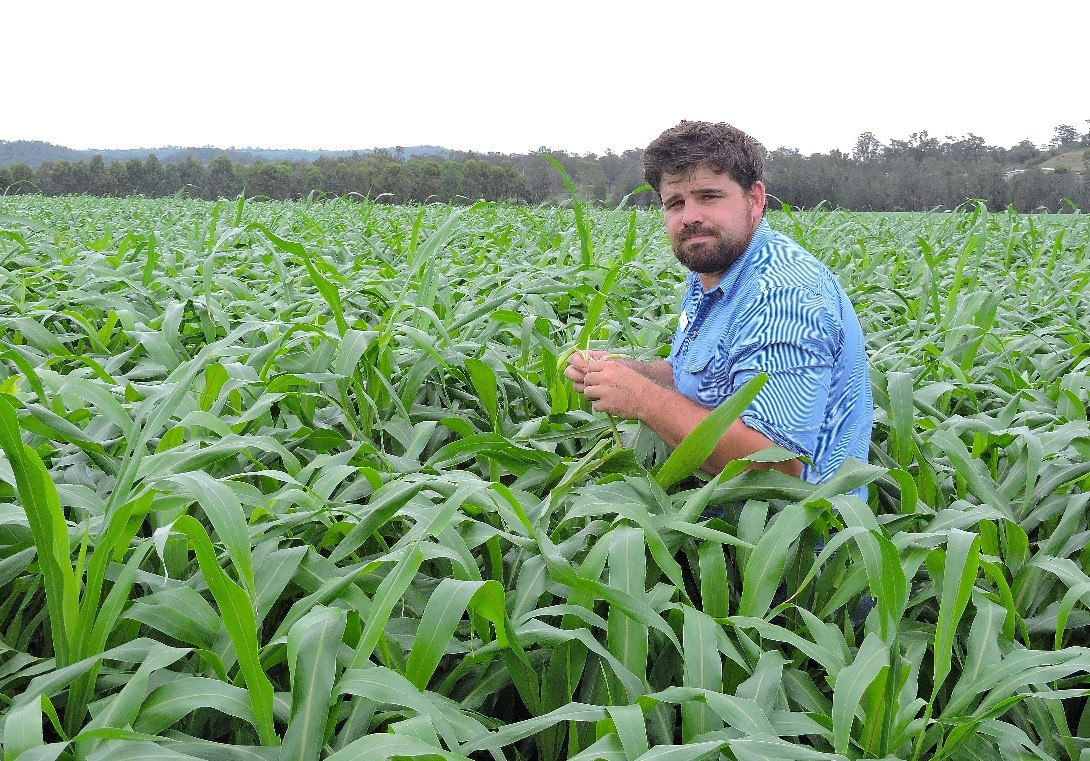 BMR Rocket impresses Kangaroo Valley beef farmers - Pacific Seeds