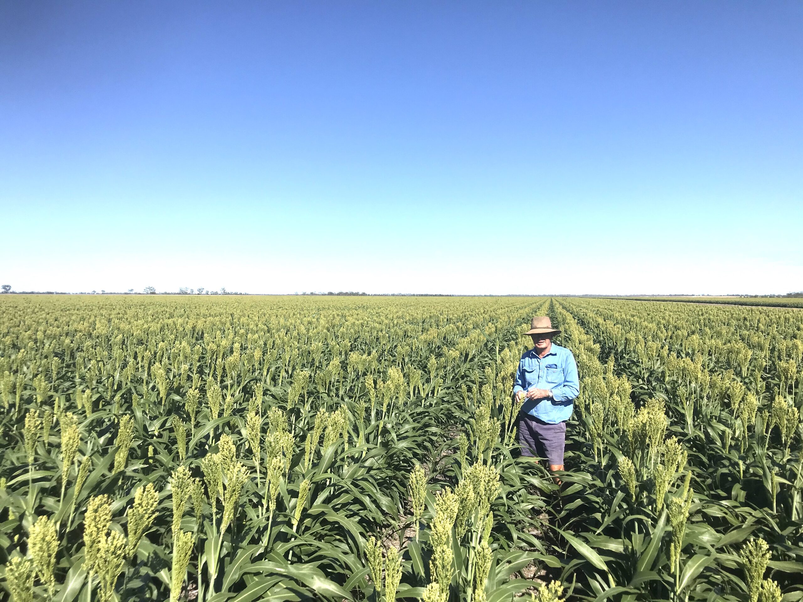 Goondiwindi property finds perfect cotton alternative in Sentinel IG ...