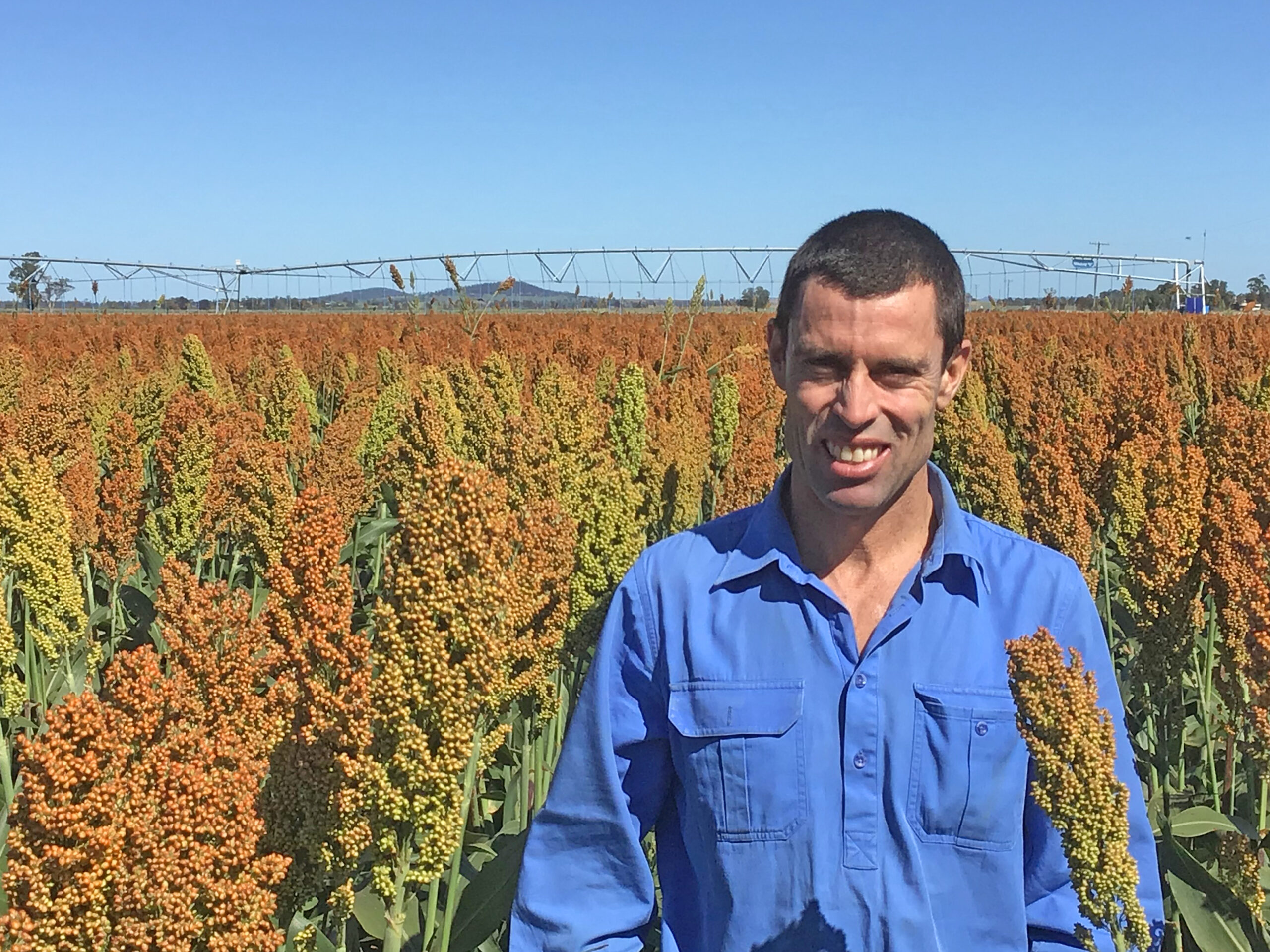 Emerald Hill growers optimistic about new sorghum varieties - Pacific Seeds