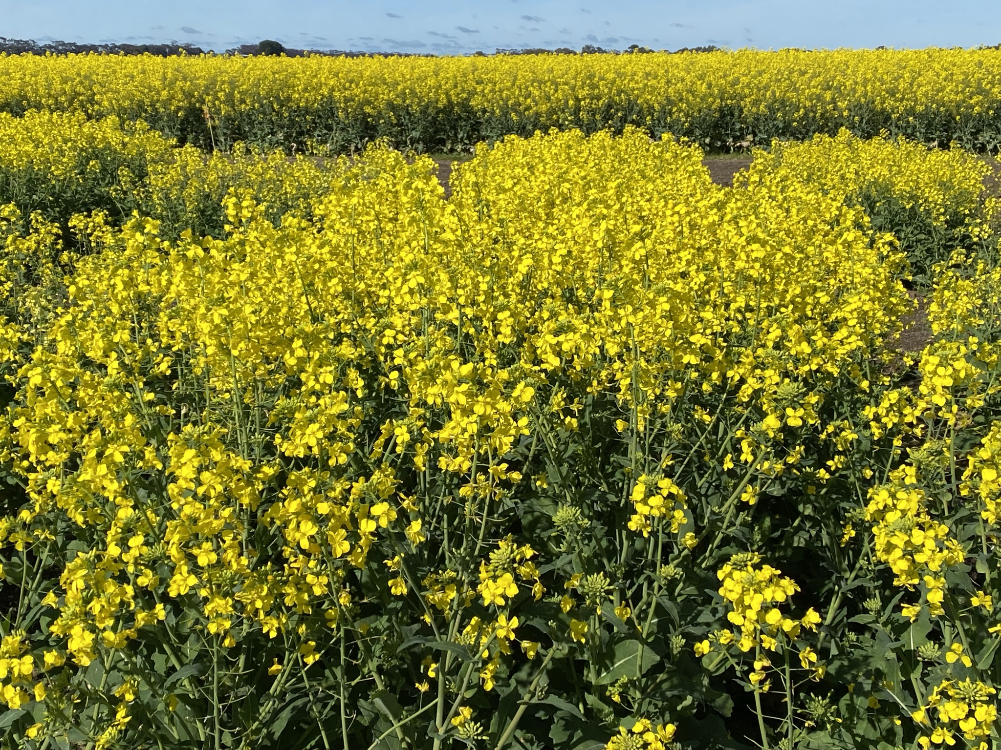 New next gen hybrid Canola varieties released - Pacific Seeds