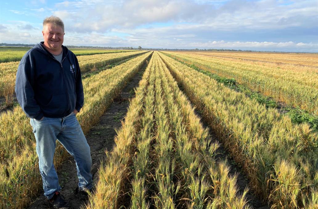 Anvil Wheat drops for low rainfall areas - Pacific Seeds
