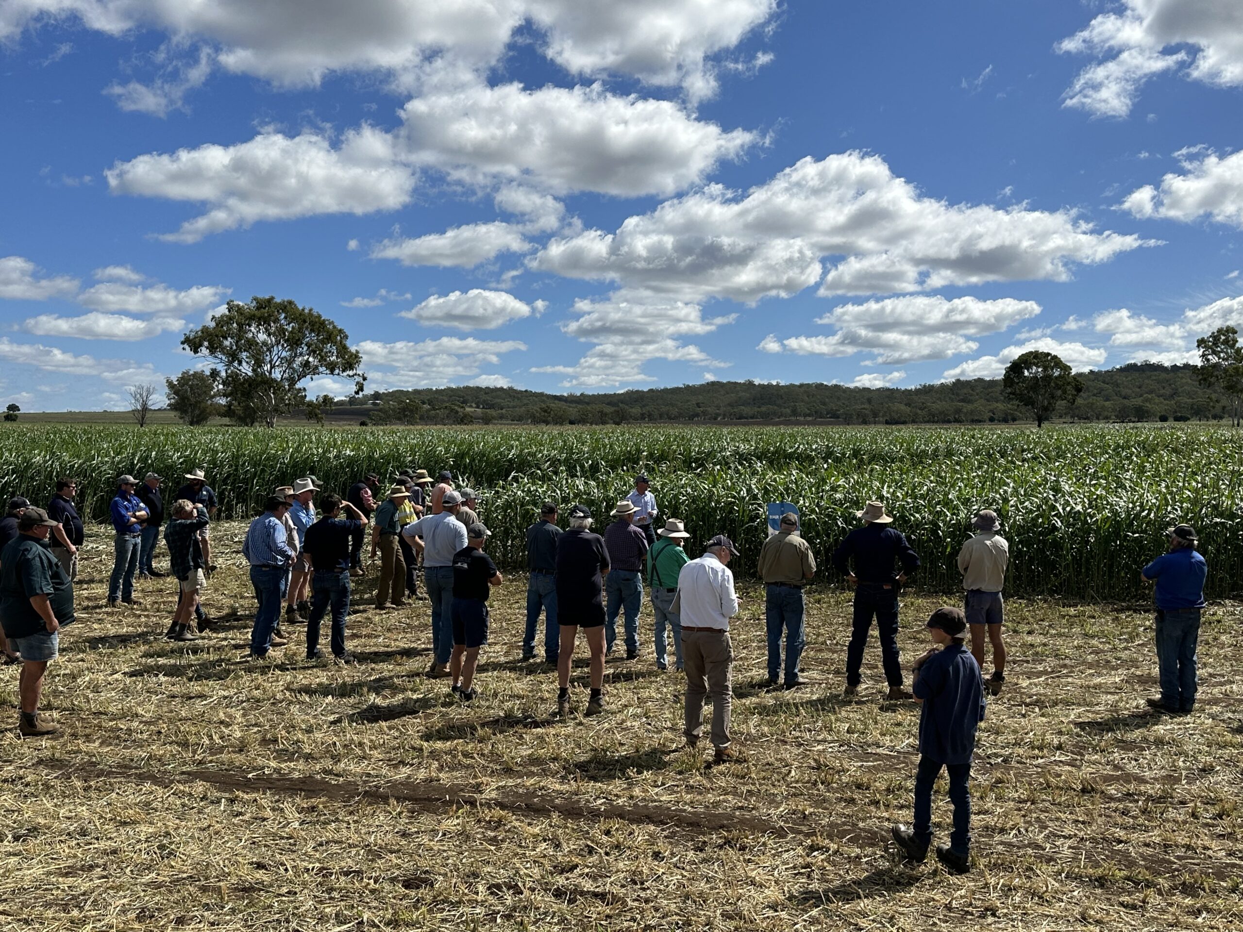 Forage field day a hit with local growers and agros - Pacific Seeds