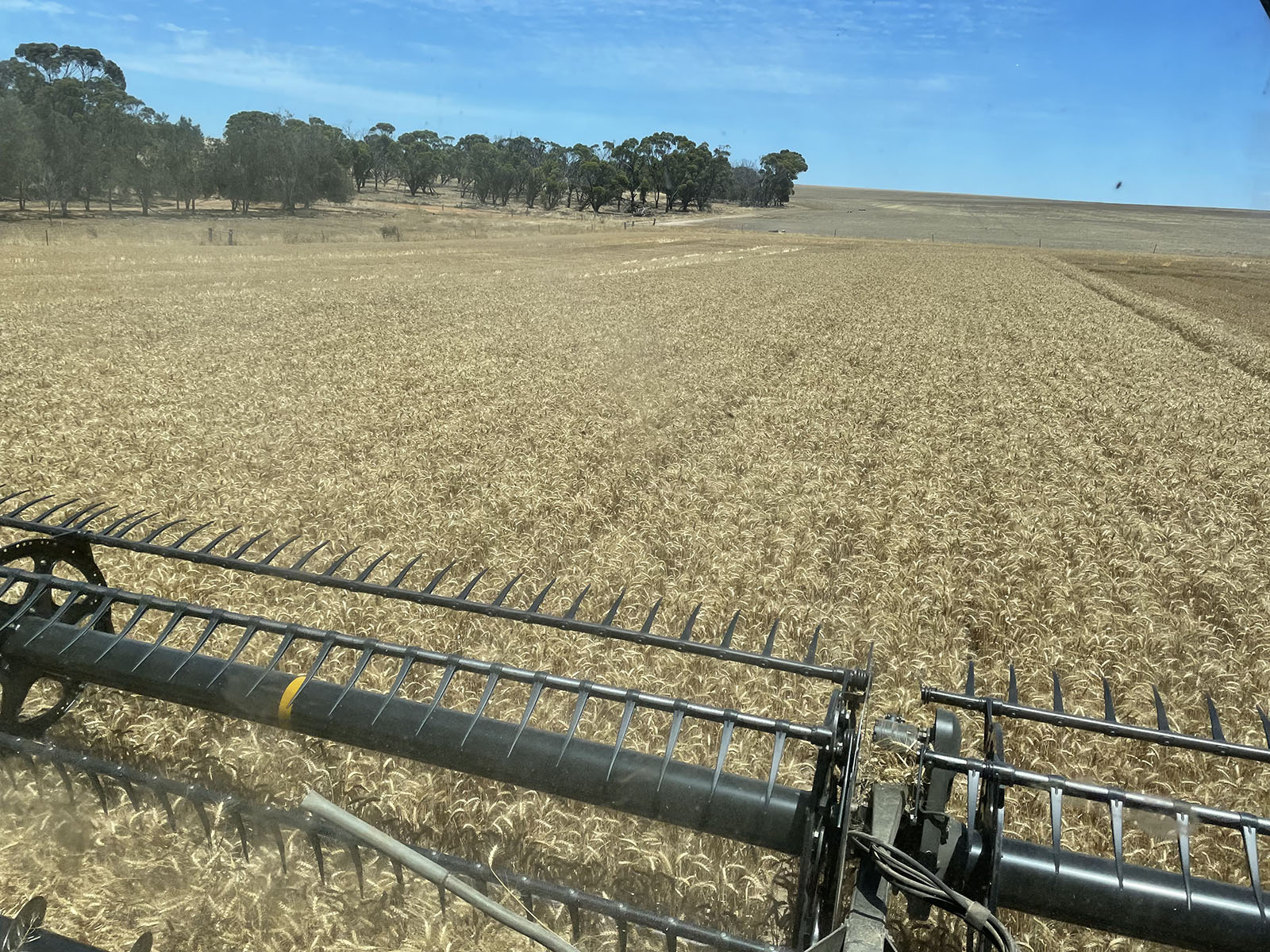 Anvil CL Plus: A High Yielding Short Season Clearfield Wheat Variety ...