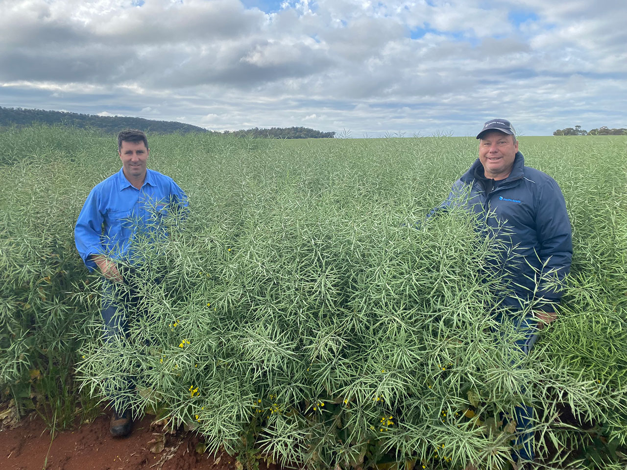 Pacific Seeds release two canola hybrids bringing new benchmarks to the ...