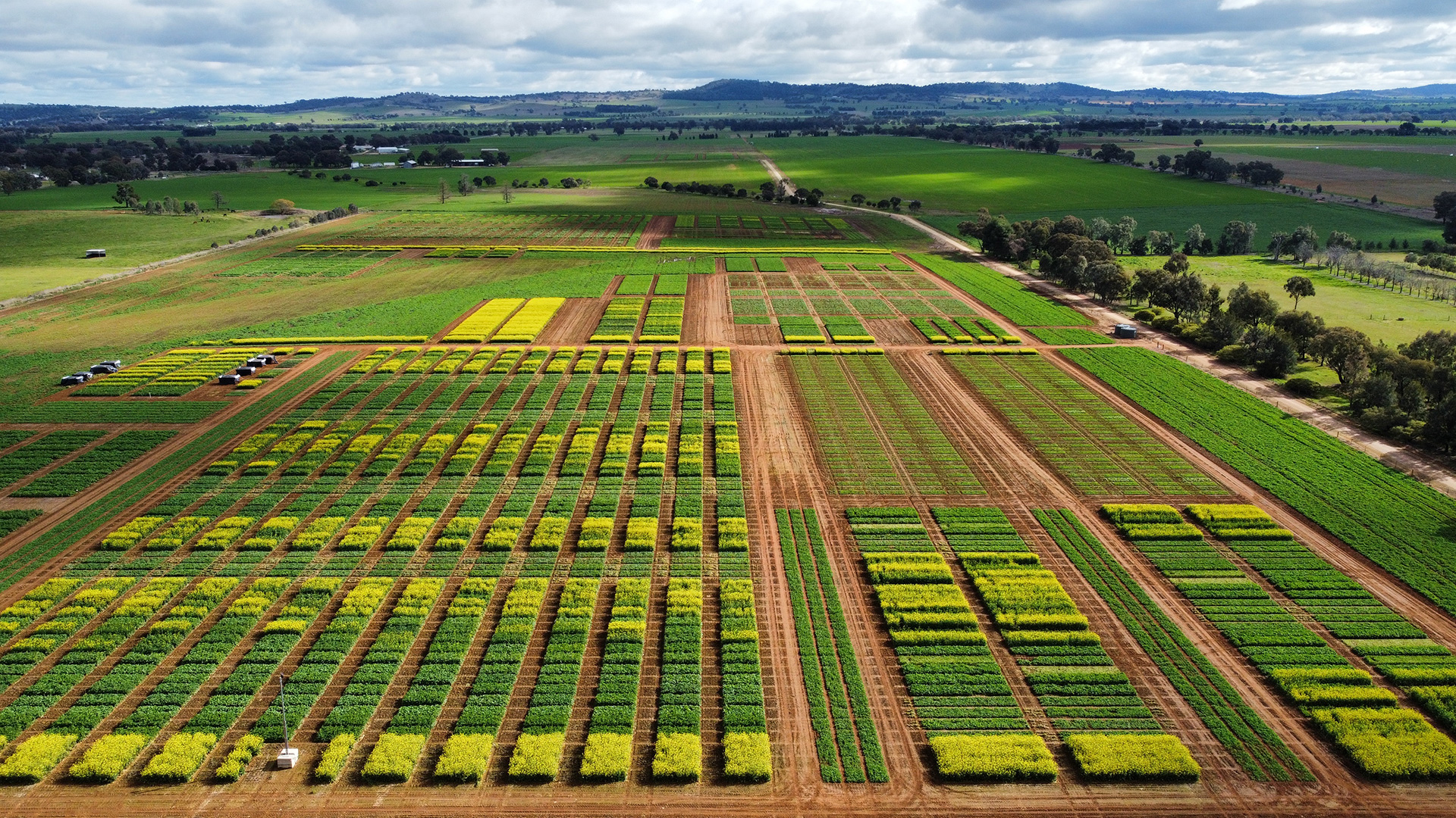 Pacific Seeds prepares for the 16th International Rapeseed Congress ...