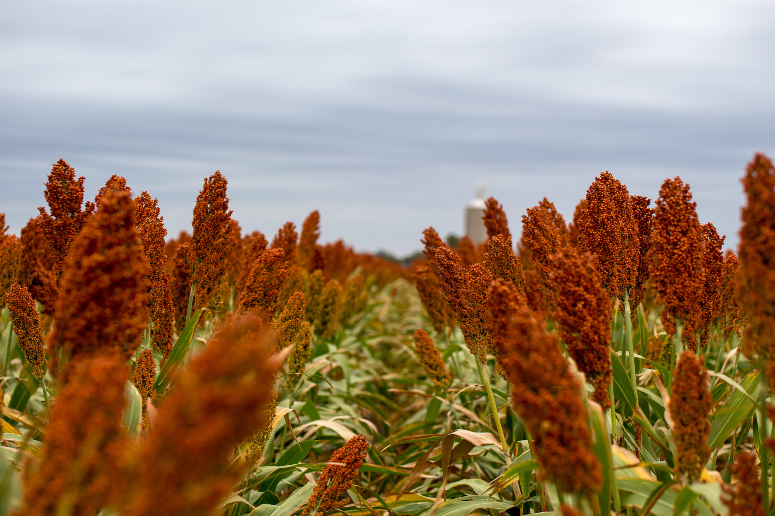 A history of grain sorghum in Australia - Pacific Seeds