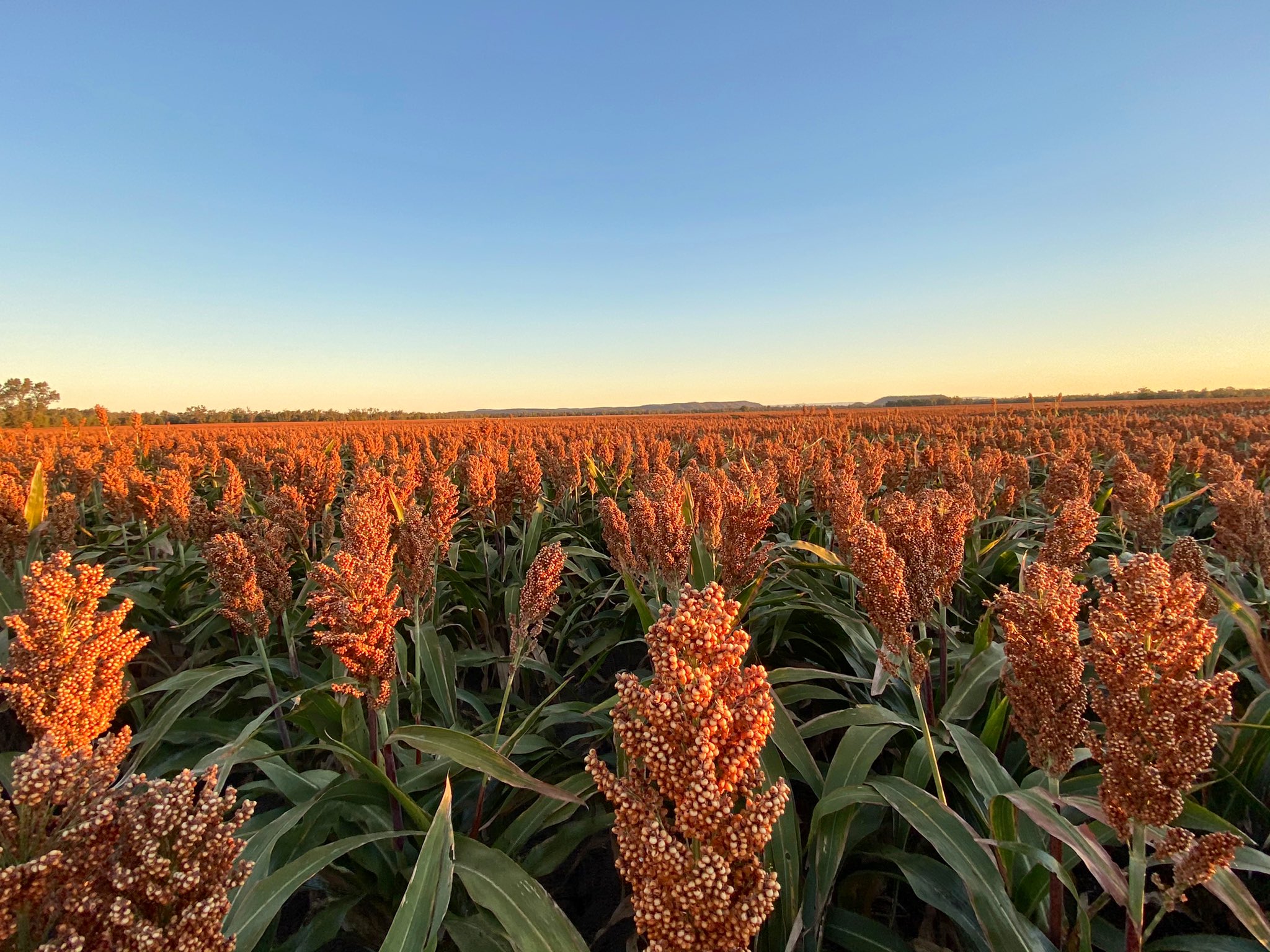 A history of grain sorghum in Australia - Pacific Seeds