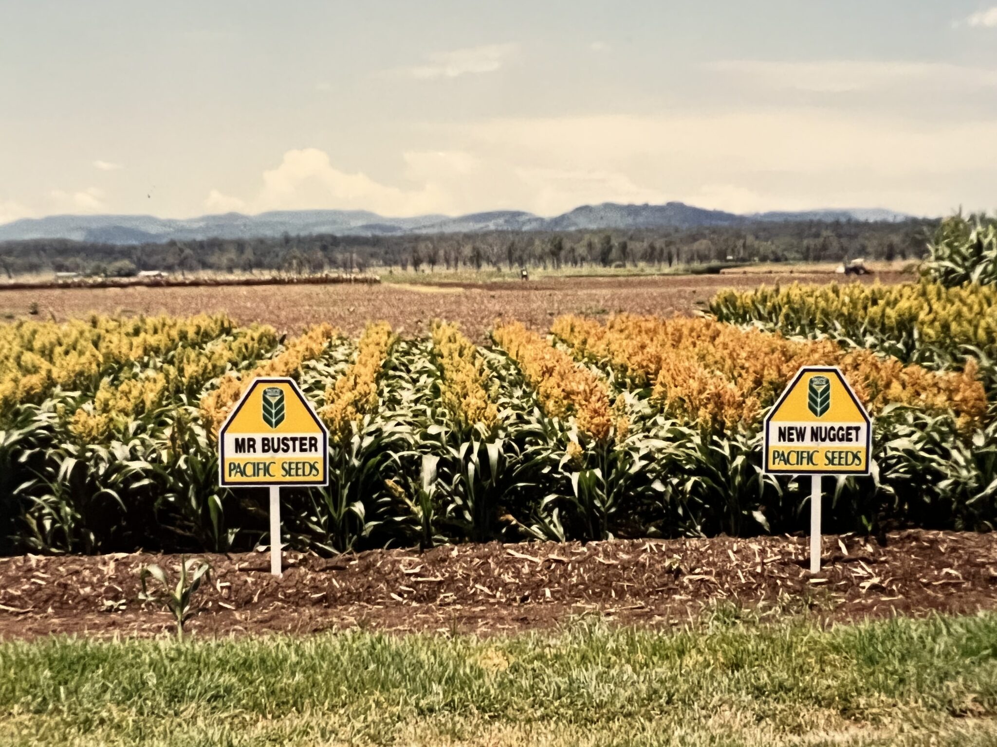 A history of grain sorghum in Australia - Pacific Seeds