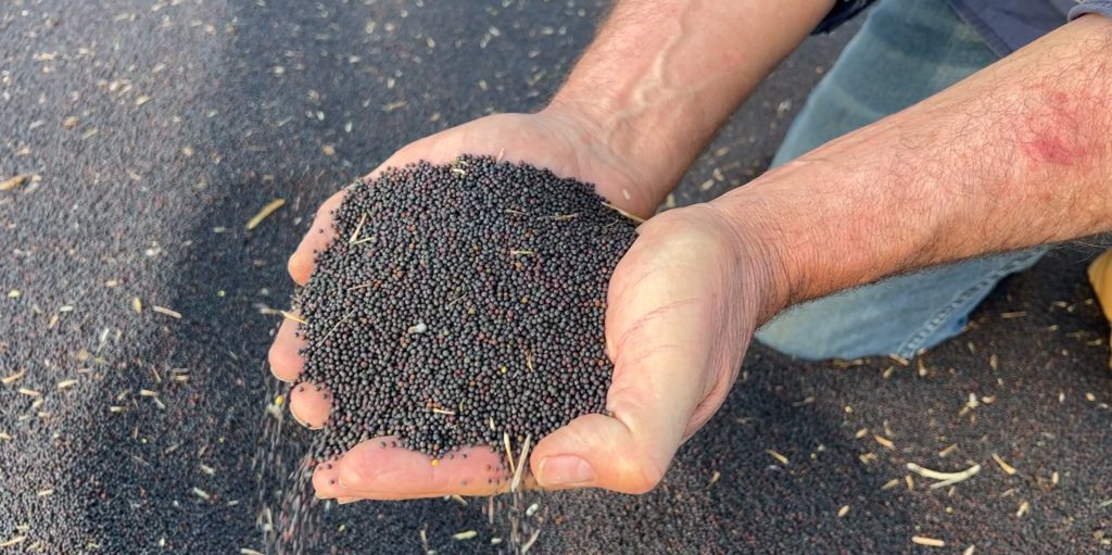 Does it pay to retain hybrid canola seed? - Pacific Seeds
