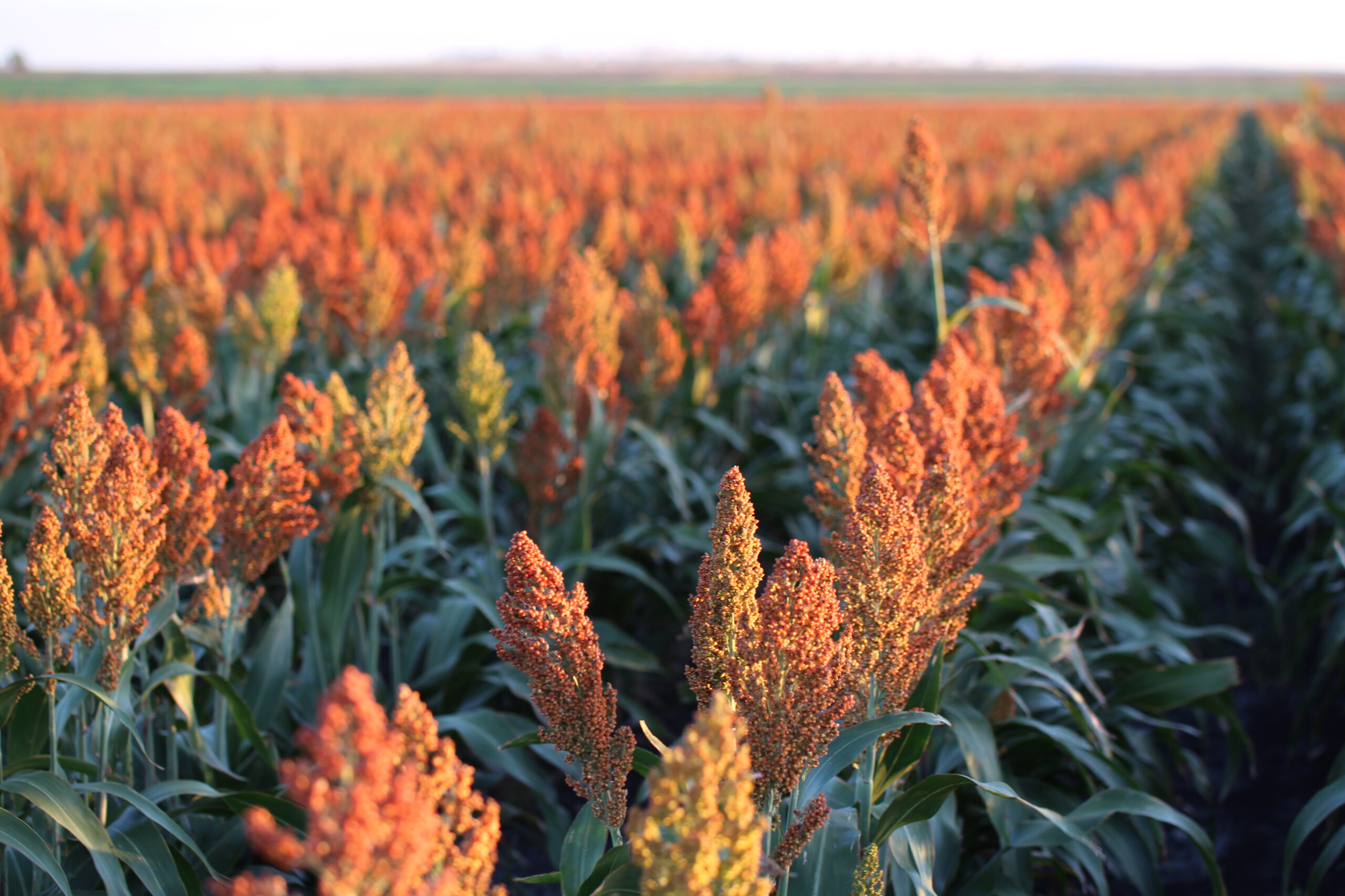 AI breakthrough set to advance sorghum breeding efforts - Pacific Seeds