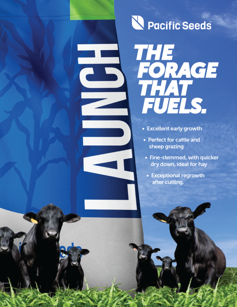 The forage that fuels: From palatability to profitability - Pacific Seeds