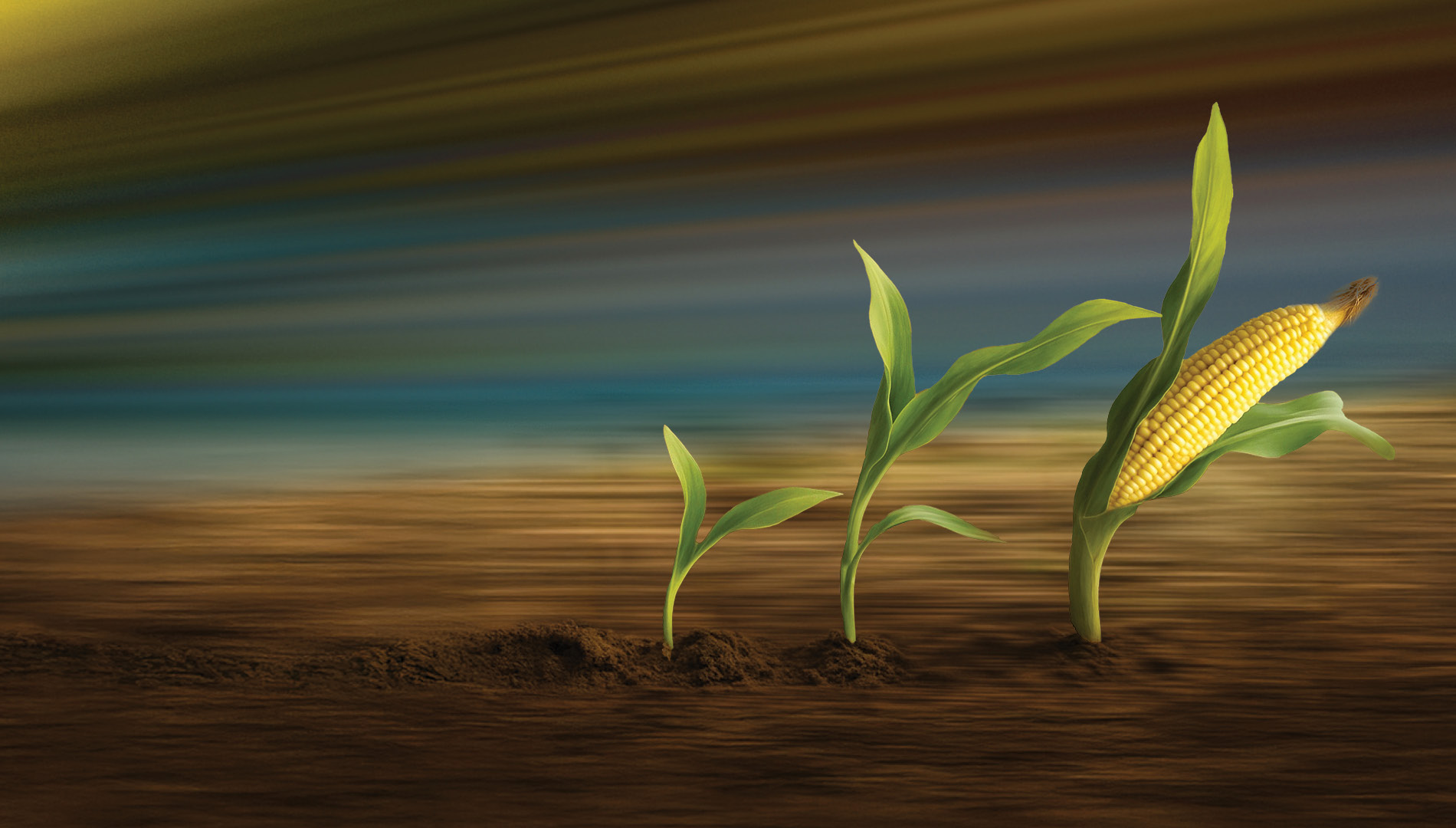 PAC220IT - Pacific Seeds